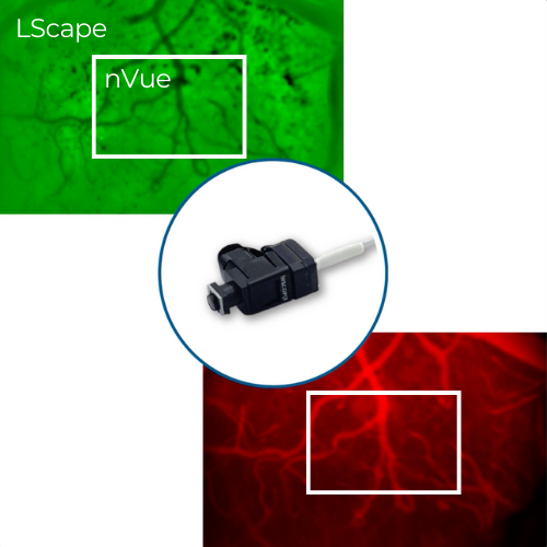 Maximize neuronal and vascular imaging with the new widefield miniscope ...